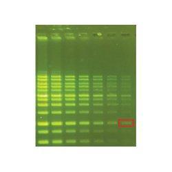 GREEN DNA Fluorescent DNA Stain, 10,000X Concentrate GMD-500 – Astral ...